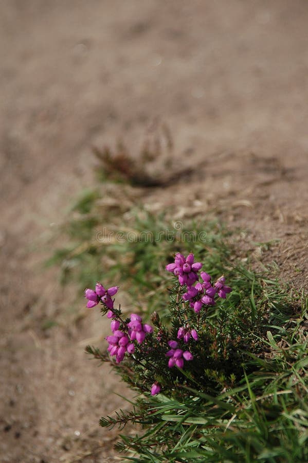 Red Heather Growing in a Crevice between Two Large Rocks Under a Blue ...