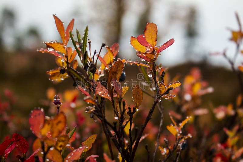 Red heather stock image. Image of berry, water, season - 62032739