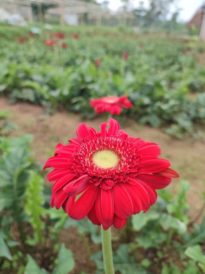 Red hebras flower stock image. Image of meadow, hebras - 265681937