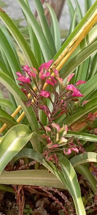 Hehe Flower Stock Photos - Free & Royalty-Free Stock Photos from Dreamstime