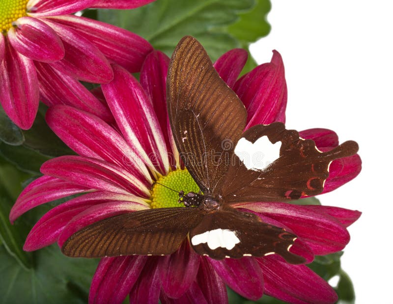 Red Helen Butterfly stock photo. Image of moth, spring - 97711154