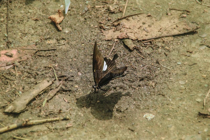Red Helen, a Large Swallowtail Butterfly on the Ground Stock Photo ...
