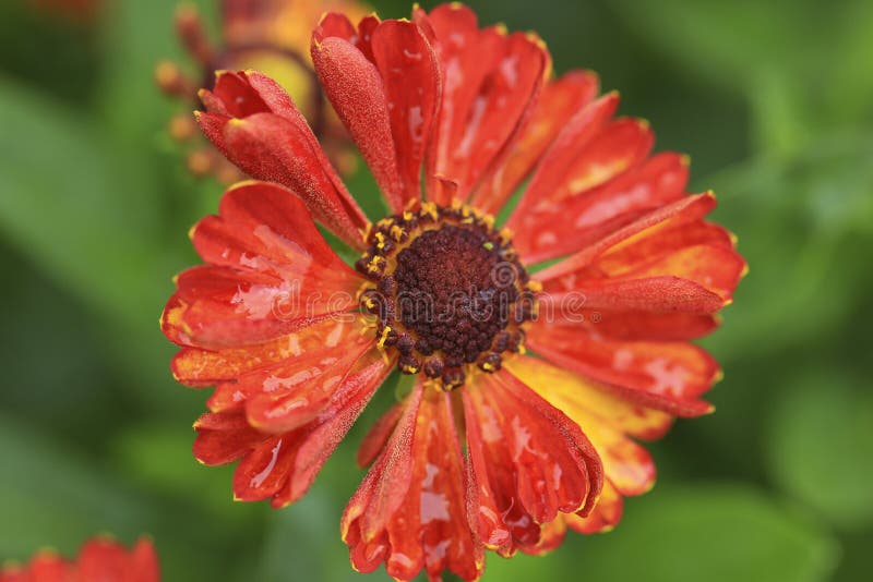 Red Helenium Flower Closeup Stock Image - Image of orange, garden: 70494739
