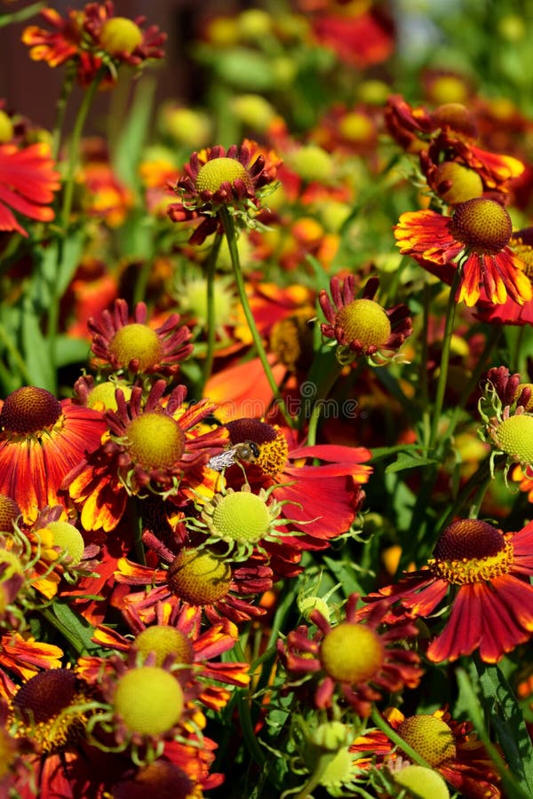 Helenium flowers stock photo. Image of flora, orange - 60757460