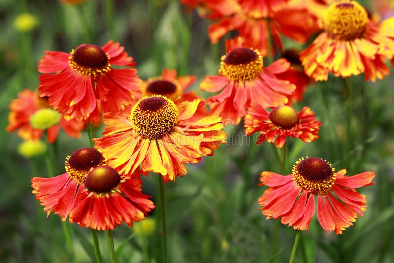 Red Helenium flowers stock image. Image of botanic, leaf - 42990893