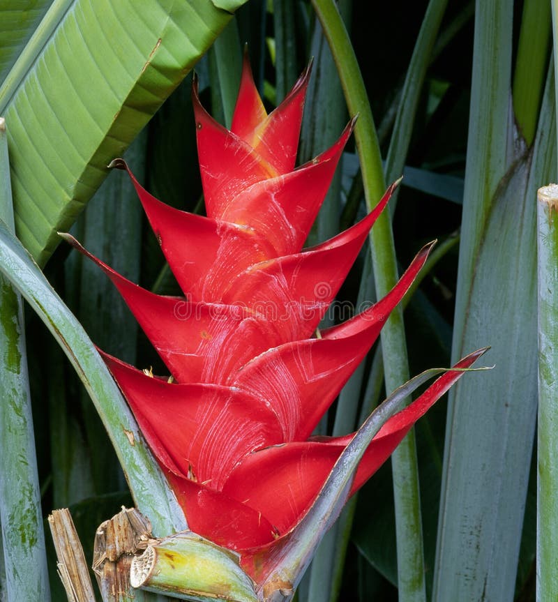 Red heliconia stock image. Image of flower, outside, garden - 17991565
