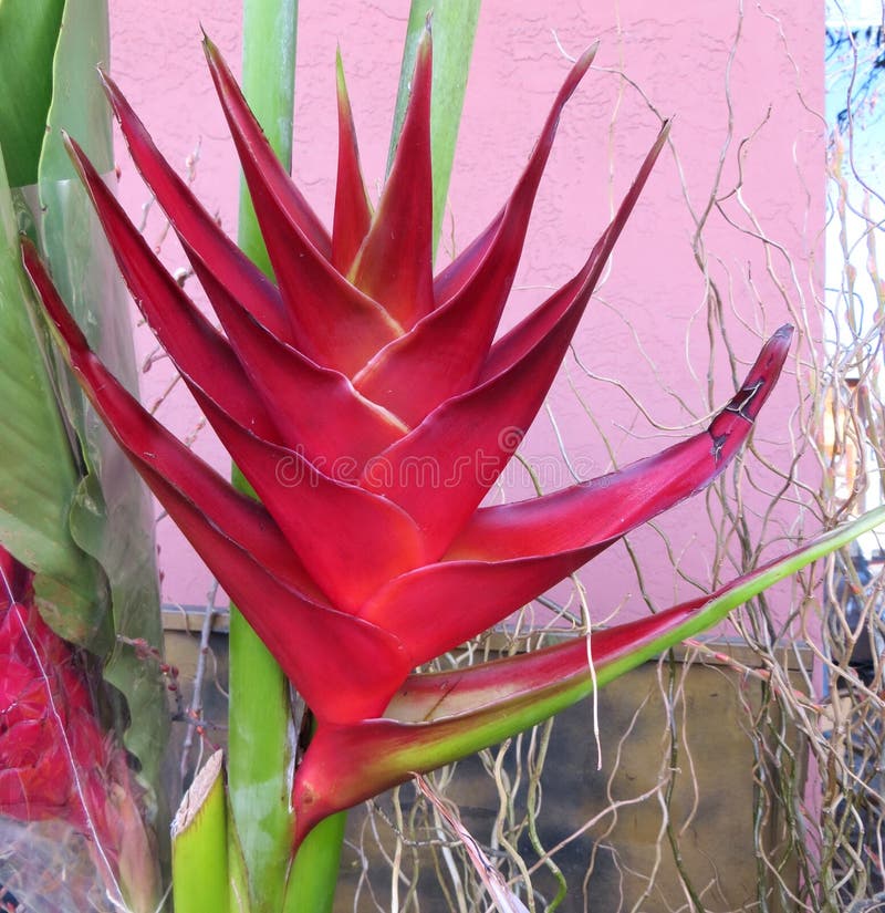 Red Heliconia Picture. Image: 86179633