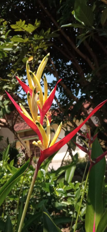 Red Heliconia Flower stock image. Image of heliconia - 221692983