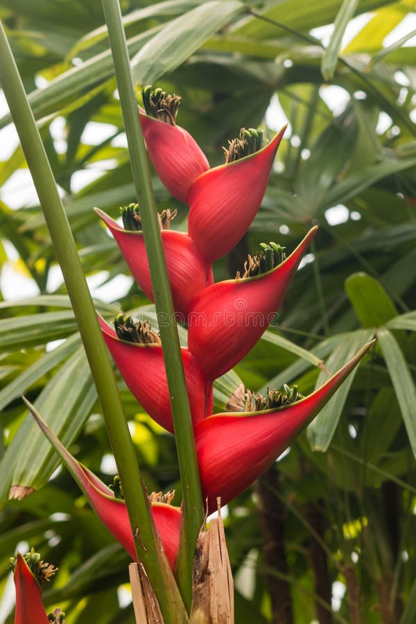 Red heliconia flowers stock image. Image of flower, lobster - 61590583