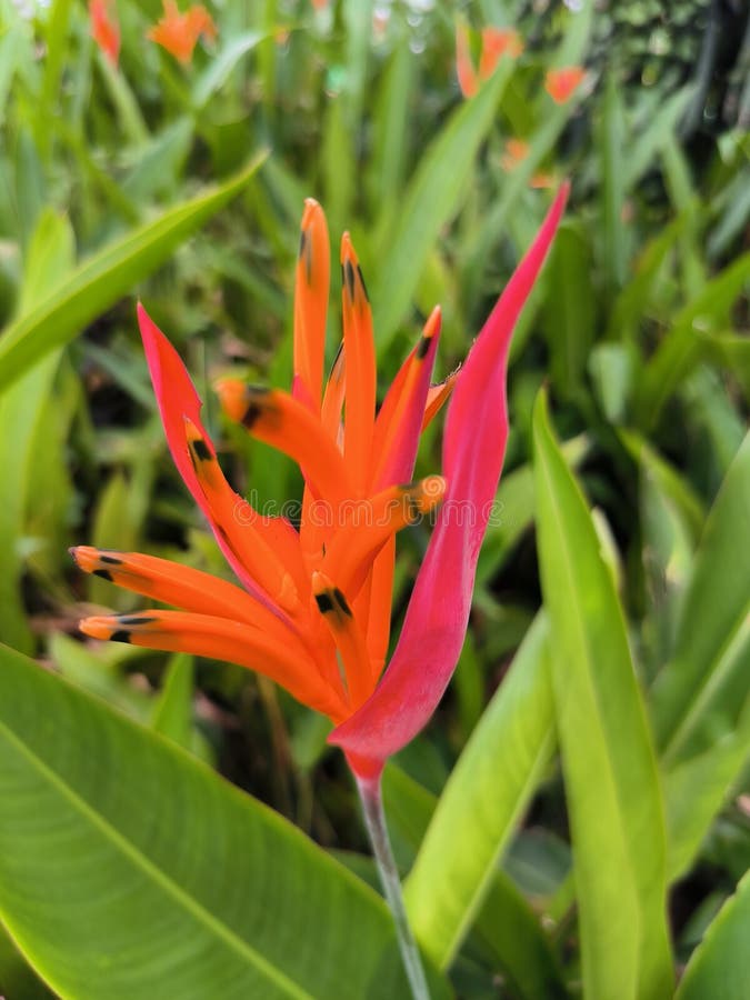 Red heliconia hirsuta stock image. Image of plant, yellow - 263950155