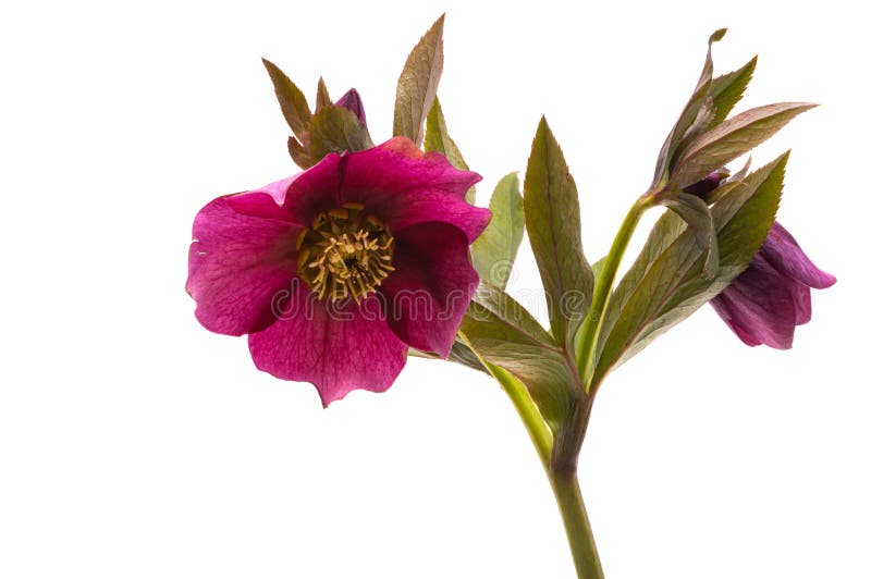 Red Hellebore Flower Isolated Stock Photo - Image of botanical, closeup ...