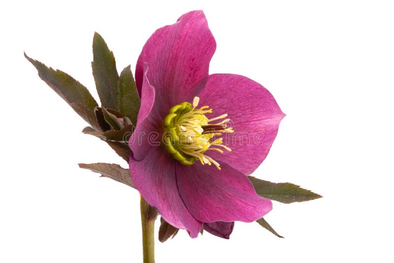 Red Hellebore Flower Isolated Stock Photo - Image of pretty, flower ...