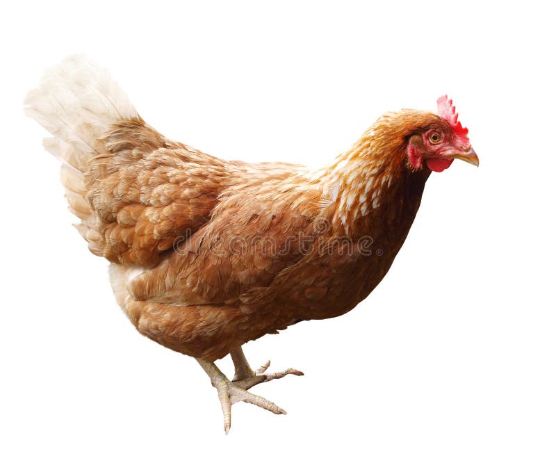 Red Hen stock image. Image of yellow, rooster, close - 14472333