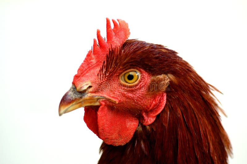 Portrait of a Fierce Chicken Stock Image - Image of copy, macro: 13156877