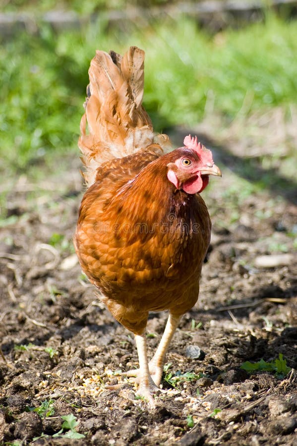 Red Hen stock photo. Image of vertical, outdoors, gaze - 16172218