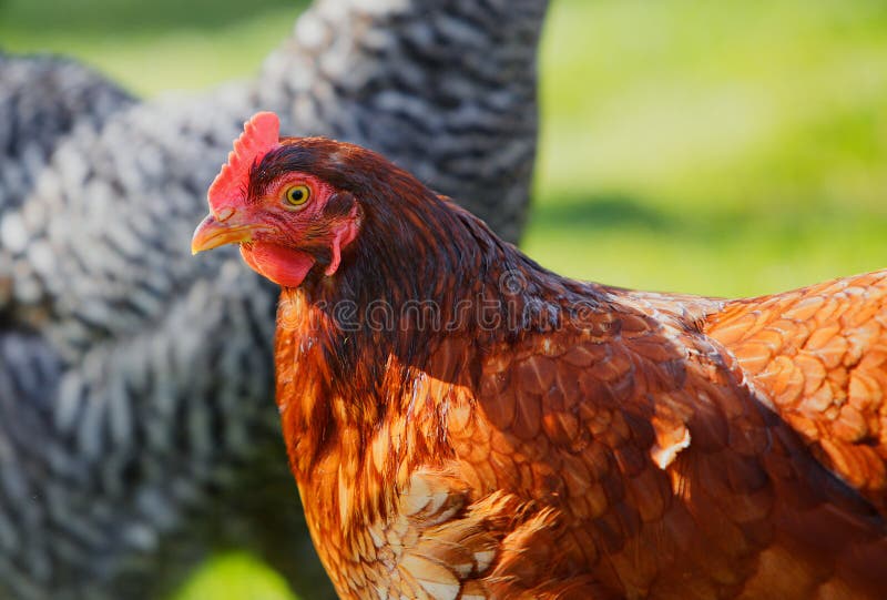 Poultry on the farm yard stock image. Image of natural - 21274791