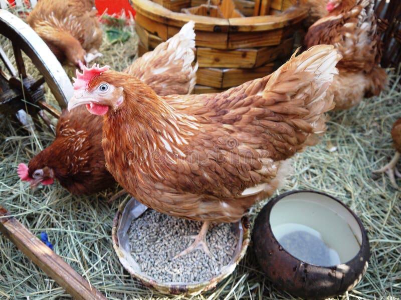 Red hen stock image. Image of coop, bird, aviculture - 26842917