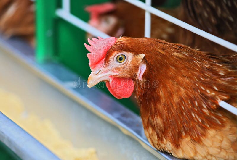 Red hen stock photo. Image of pecking, battery, animal - 32510450