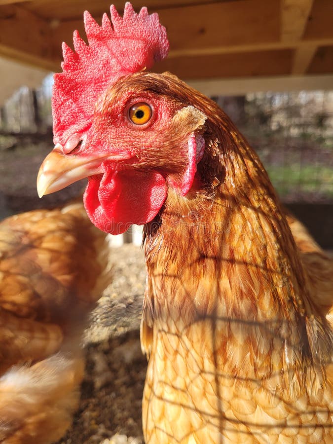Red hen chickens stock image. Image of chickens, backyard - 242937929