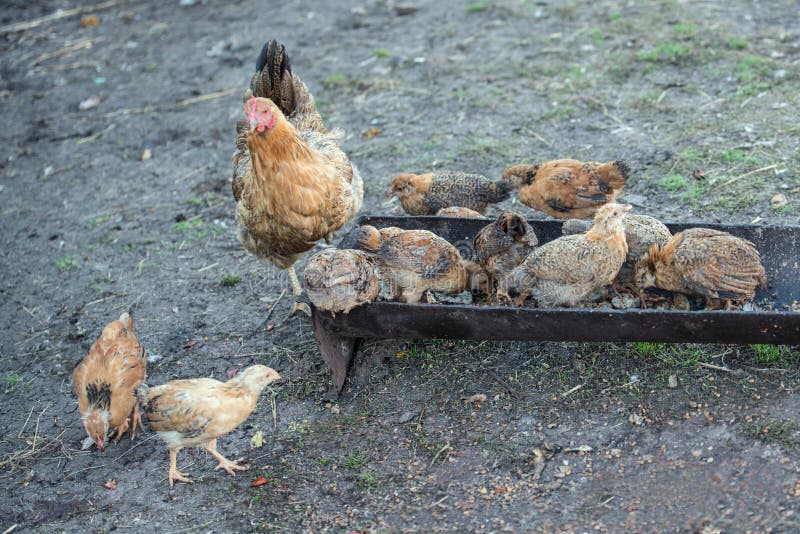 Red hen and chicks stock image. Image of livestock, nature - 101079727