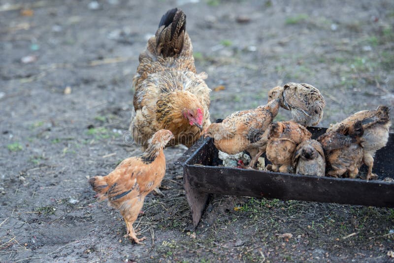 Red hen and chicks stock image. Image of animal, chick - 101079835