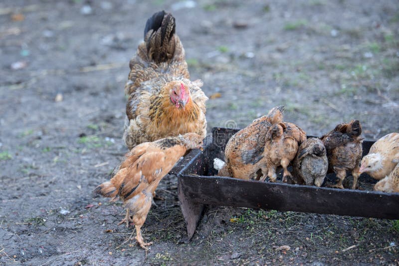 Red hen and chicks stock image. Image of natural, live - 101079983