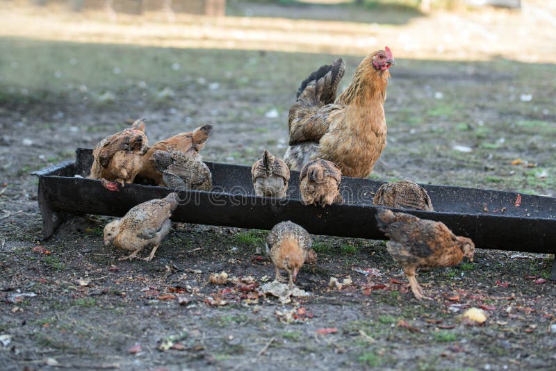 Red hen and chicks stock photo. Image of nature, feed - 101080106