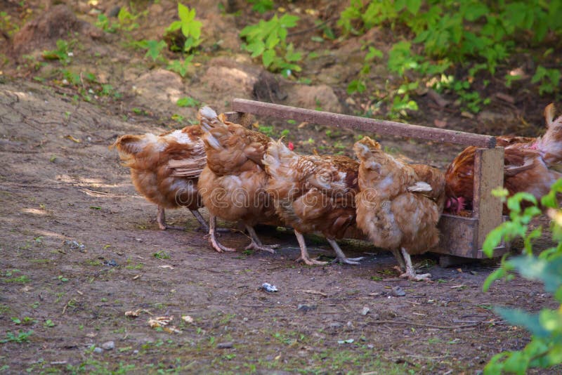 Red hen stock image. Image of livestock, food, group - 56766537