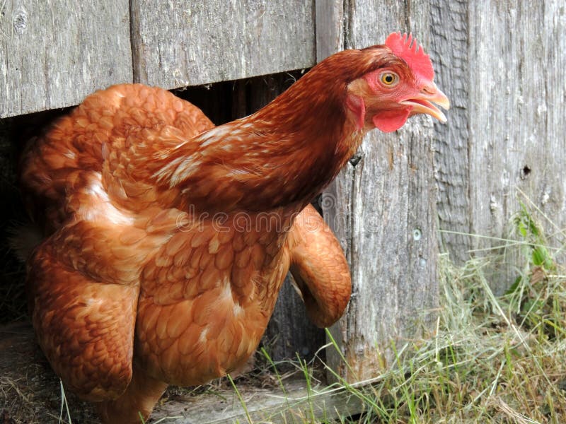 153 Flustered Photos - Free & Royalty-Free Stock Photos from Dreamstime