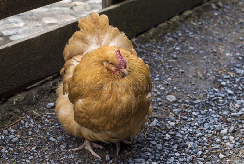 Red hen stock image. Image of countryside, wooden, domestic - 135870091
