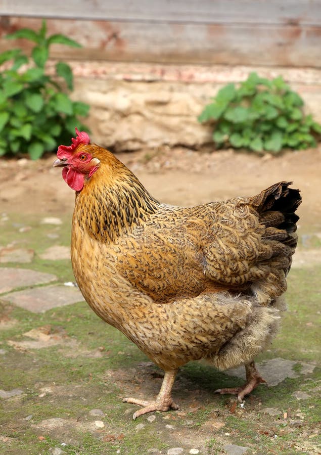 Red Hen on Farm. Homemade Poultry. Rustic Look Stock Image - Image of ...