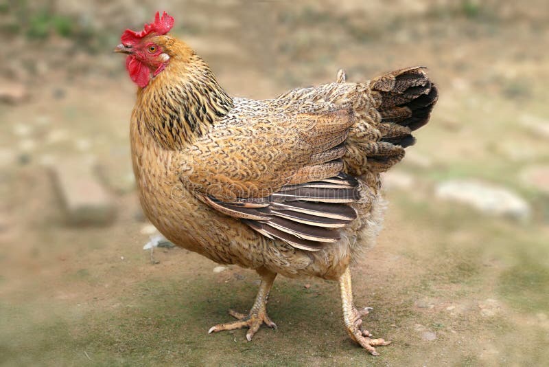 Red Hen on Farm. Homemade Poultry. Rustic Look Stock Image - Image of ...
