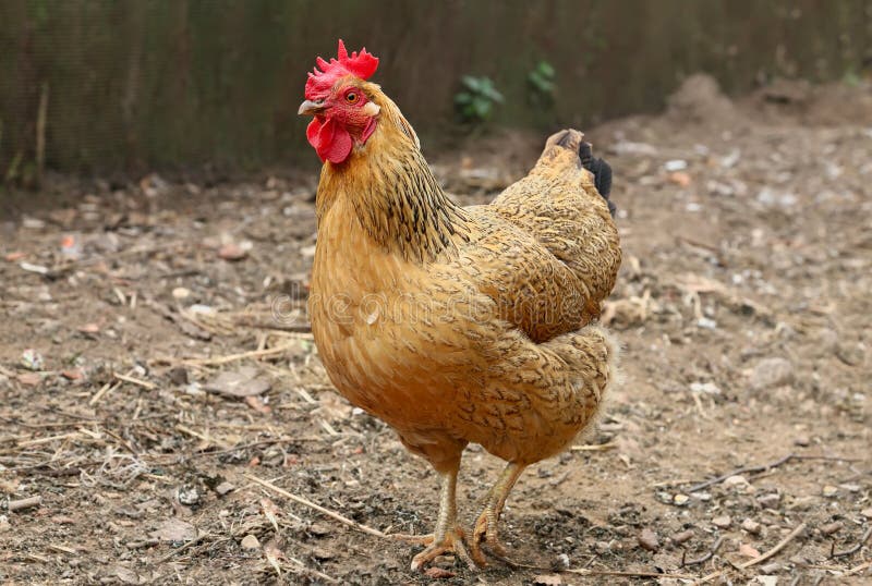 Red Hen on Farm. Homemade Poultry. Rustic Look Stock Photo - Image of ...
