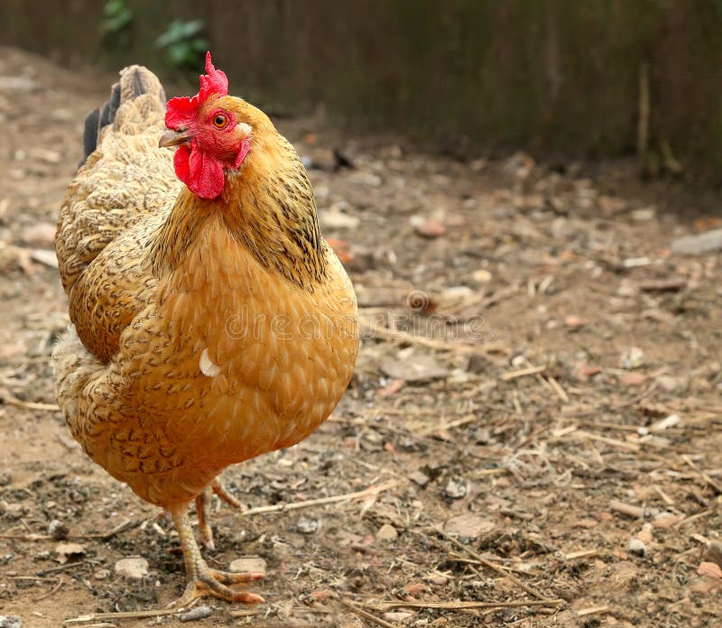 Red Hen on Farm. Homemade Poultry. Rustic Look Stock Photo - Image of ...