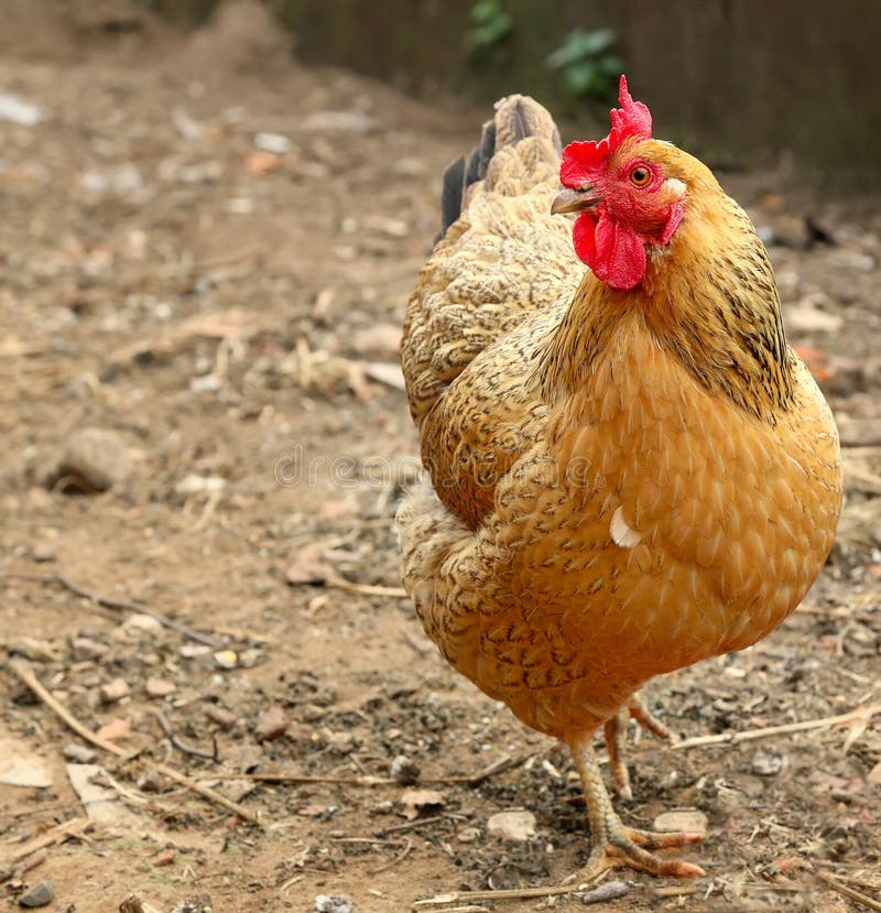 Red Hen on Farm. Homemade Poultry. Rustic Look Stock Image - Image of ...