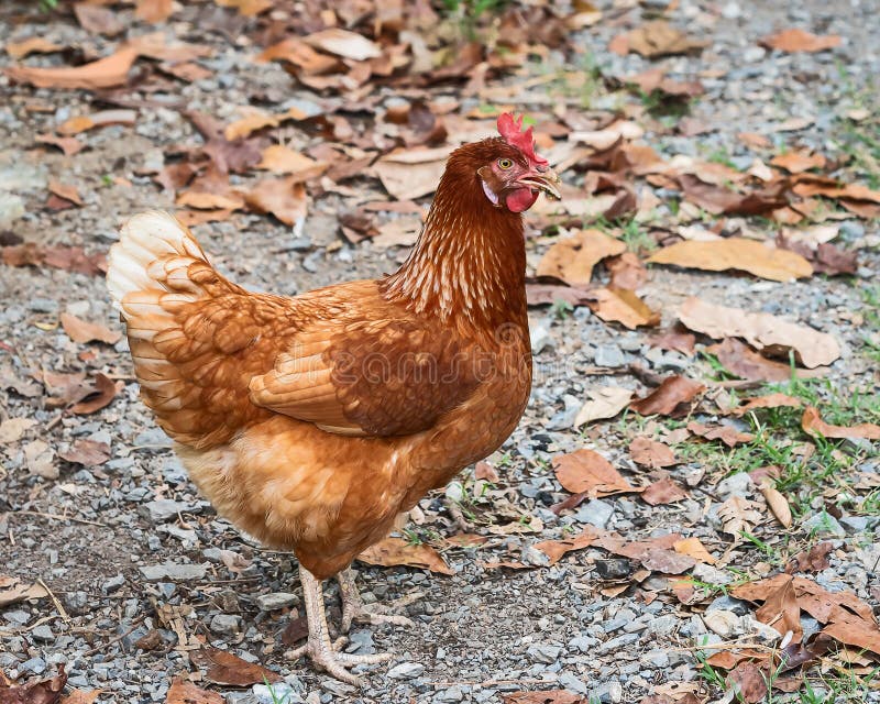 Close up hen. stock image. Image of food, brown, nature - 113495403