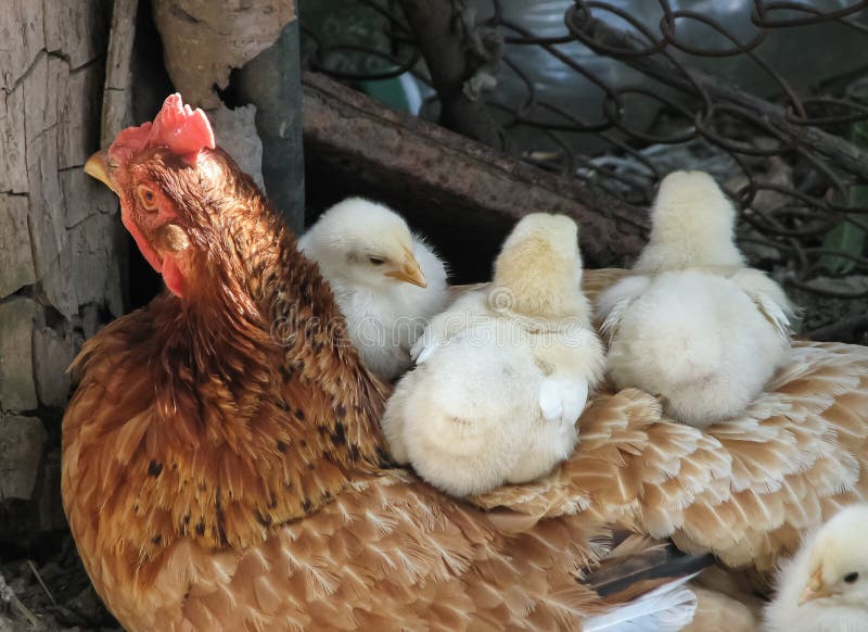Red hen and four chickens stock image. Image of chicks - 113748671