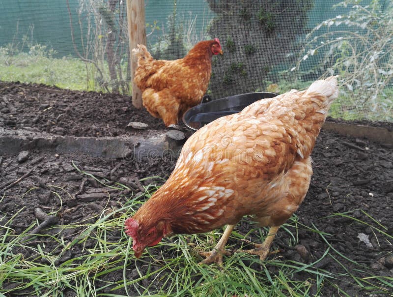 Red Hen, Gallus Gallus Domesticus, Eating Fresh Grass Stock Photo ...