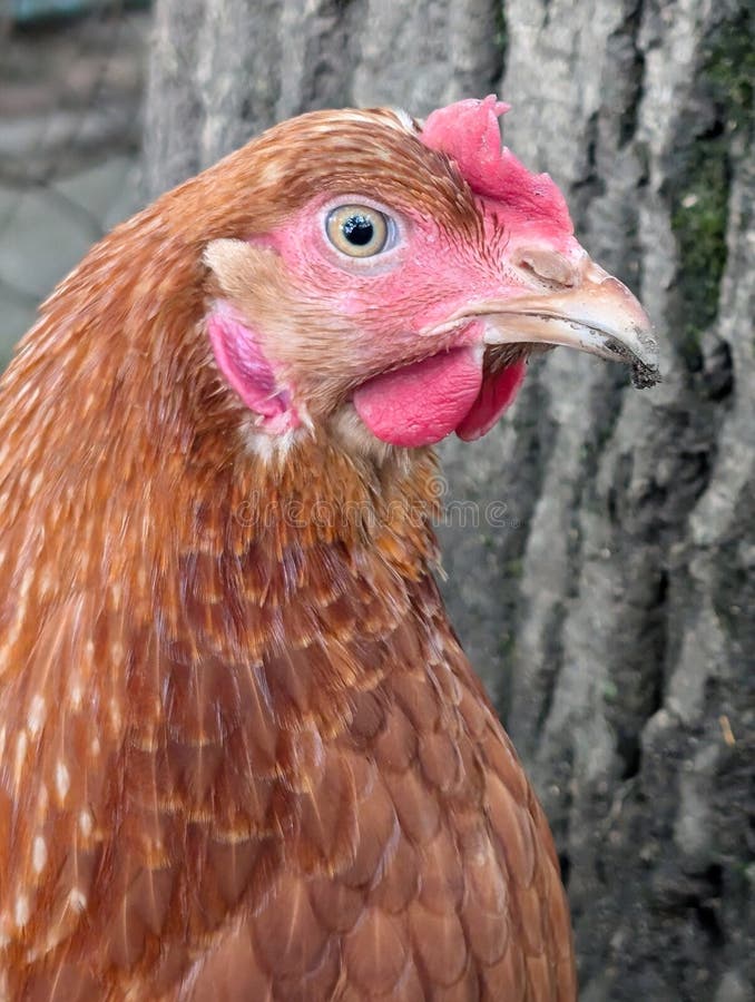 Red Hen Head from Small Farm Stock Image - Image of barn, portrait ...