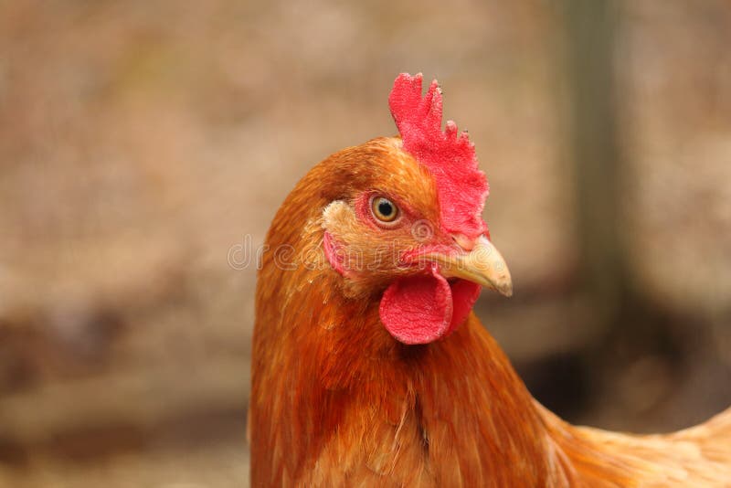 Red Hen Looking Right stock image. Image of beak, domestic - 30566767