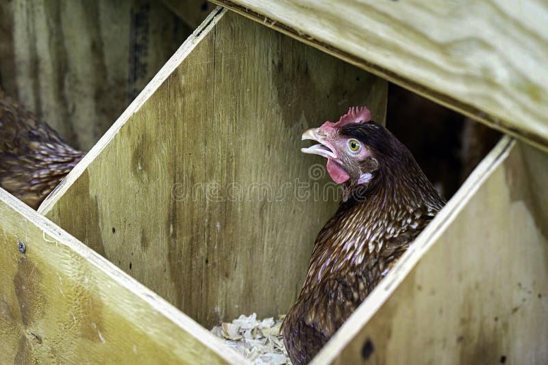 Red hen in a nesting box stock image. Image of brown - 323862101