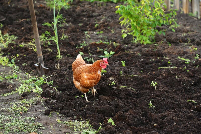 Red hen stock photo. Image of plowed, earth, worms, country - 131682740