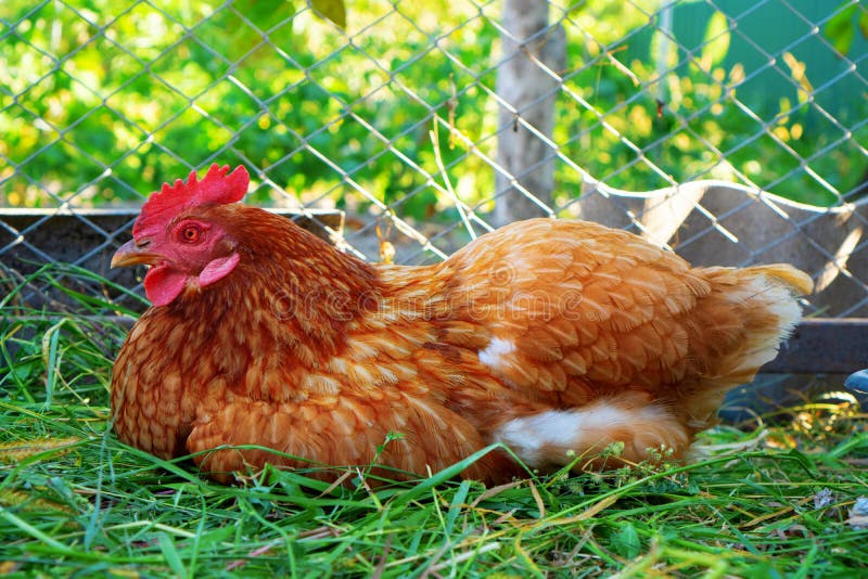 Red Hen is Resting in the Shade Stock Photo - Image of healthy, house ...