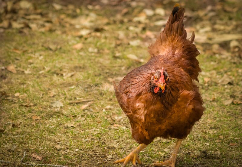 Red Hen in Rural Scene stock photo. Image of roosting - 145889734