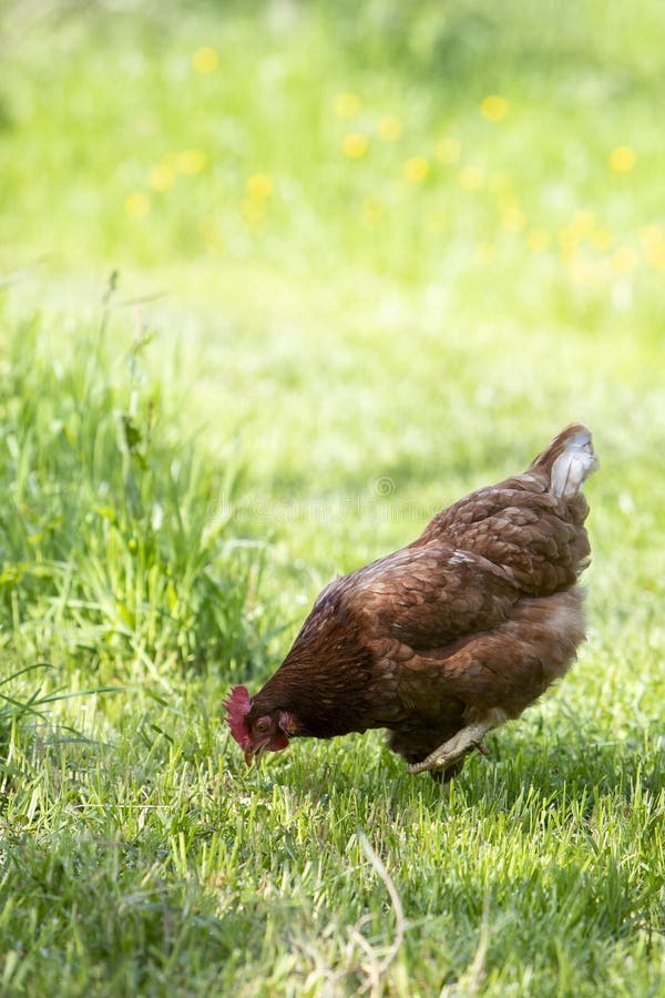One Red Hen Walking Freely in the Tall Grass of a Park. Stock Image ...