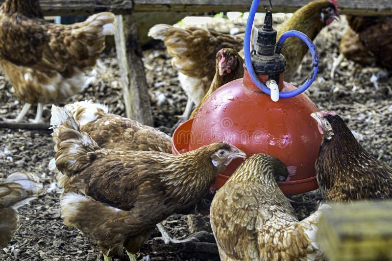 Red Hens Drink from Automatic Waterer Stock Image - Image of brown ...