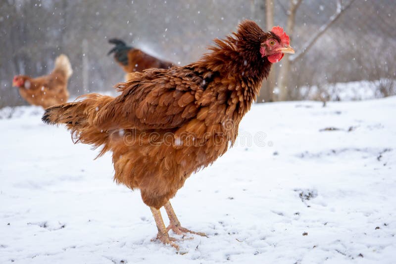 Red Hens Laying in the Snow. Loman Brown. Stock Image - Image of ...