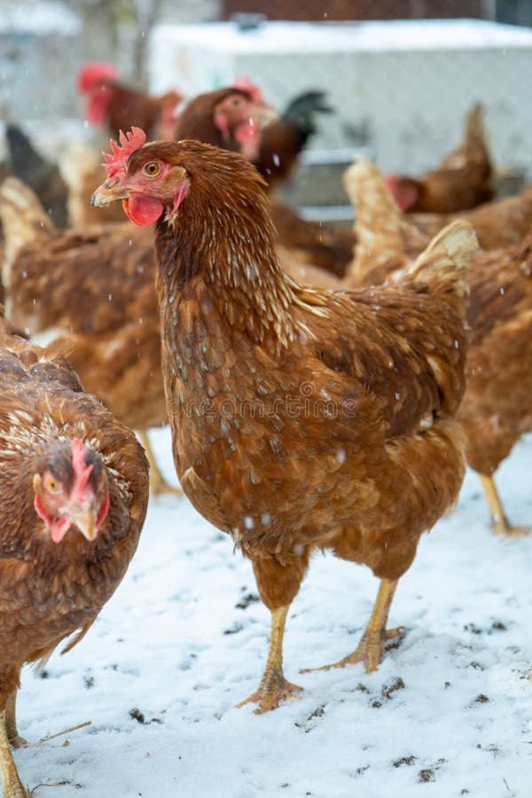 Red Hens Laying in the Snow. Loman Brown. Stock Image - Image of rural ...