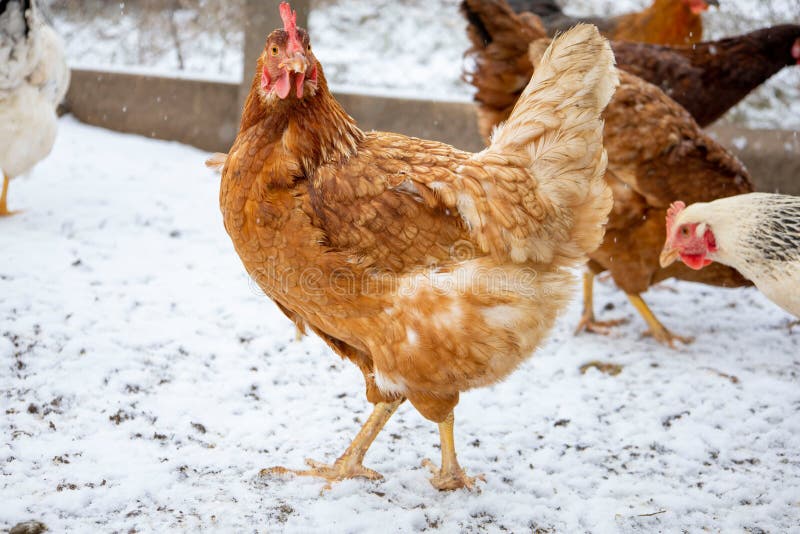 Red Hens Laying in the Snow. Loman Brown. Stock Image - Image of brown ...