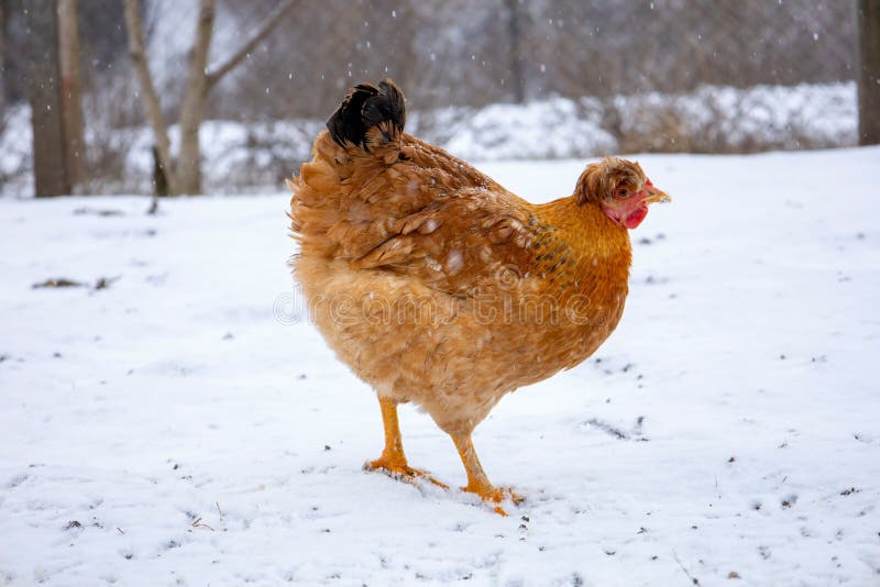 Red Hens Laying in the Snow. Loman Brown. Stock Image - Image of beak ...